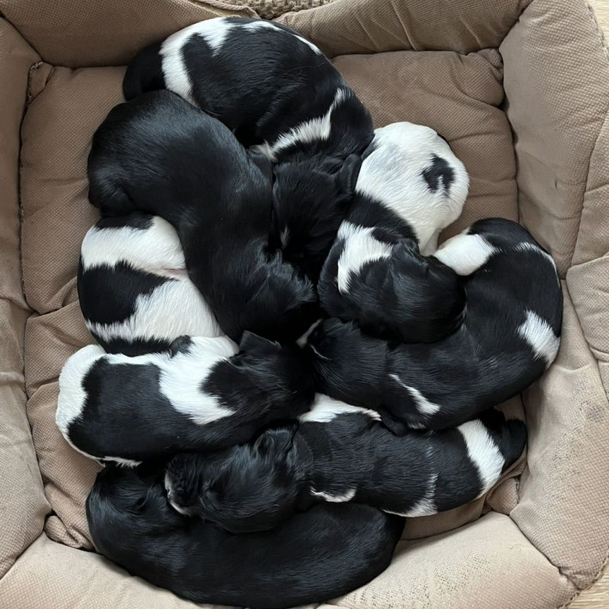 Русский охотничий спаниель, щенок