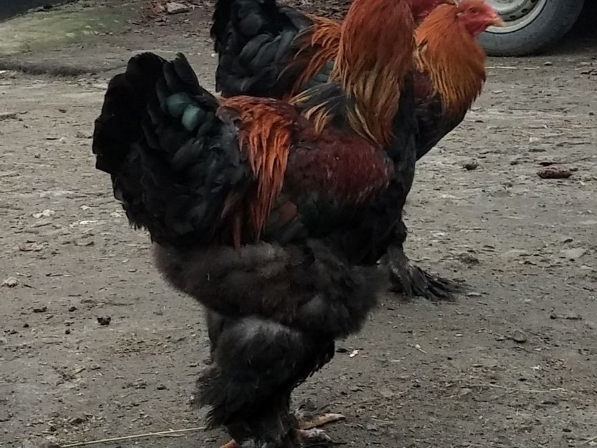 Петухи Брама