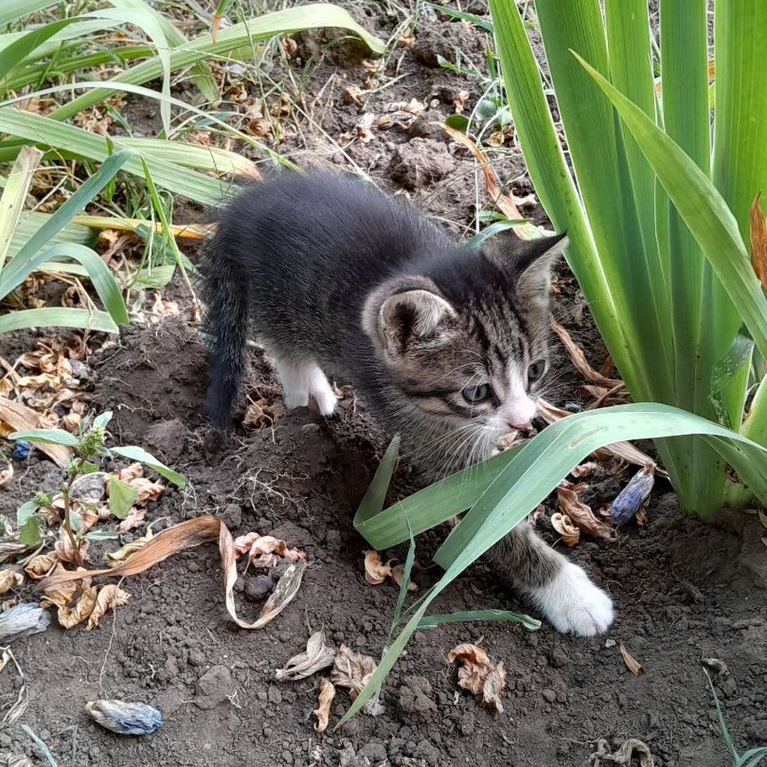 Котята от кошки крысоловки