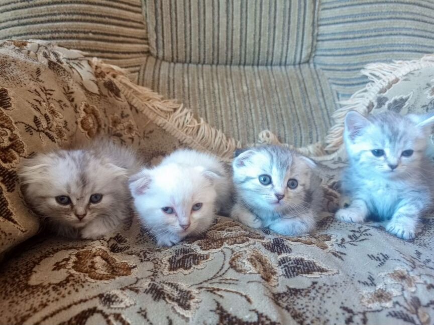 Кошка