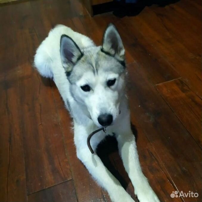 Щенок мальчик Мартин Хаски 7 мес