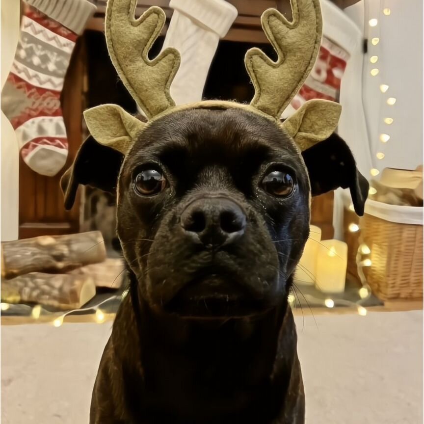 Взрослая собака в добрые руки