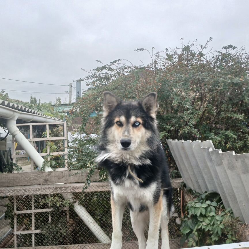 Собака в добрые руки отдам бесплатно