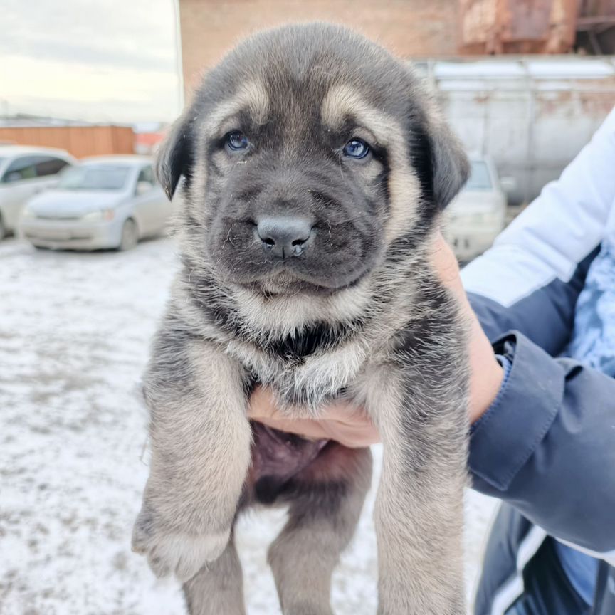 Щенки Алабая