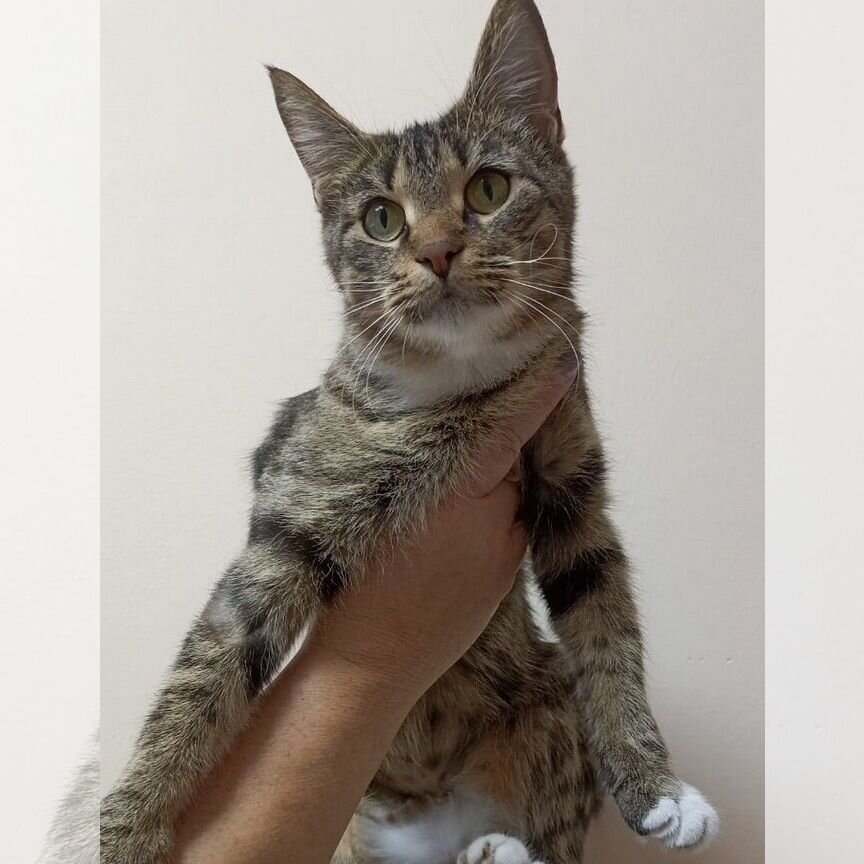 Взрослая кошка в добрые руки