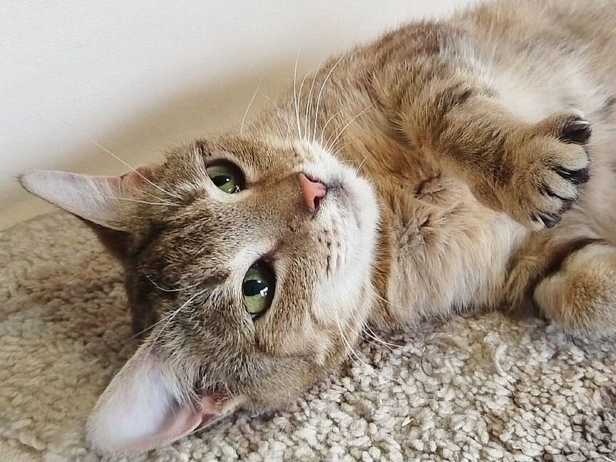 Ласковая кошечка Кира в добрые руки