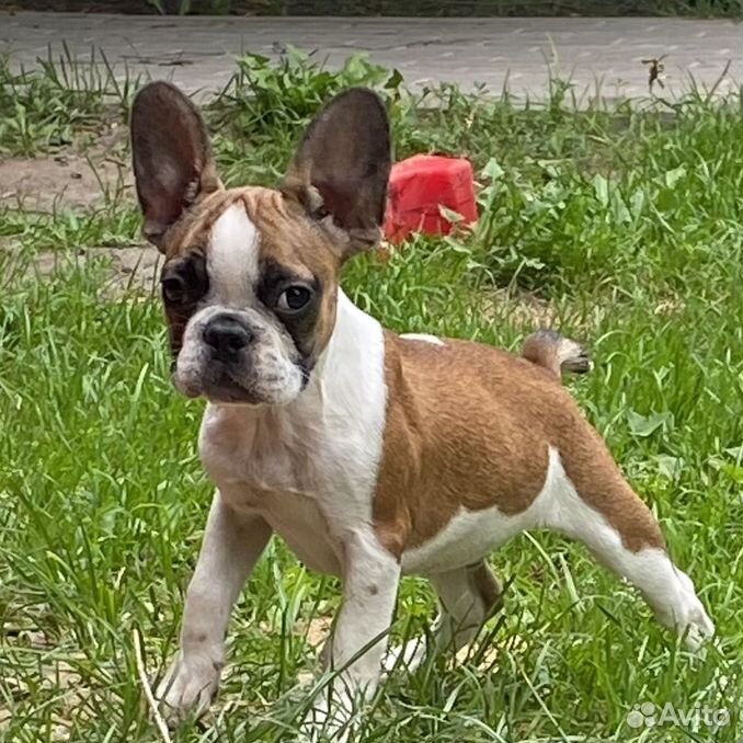 Французы карапузы