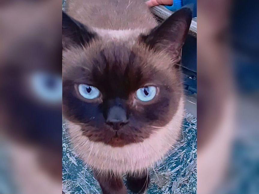 Очень ласковый котик Нельсон 3 года