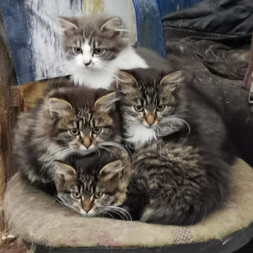 Котёнок от частного владельца