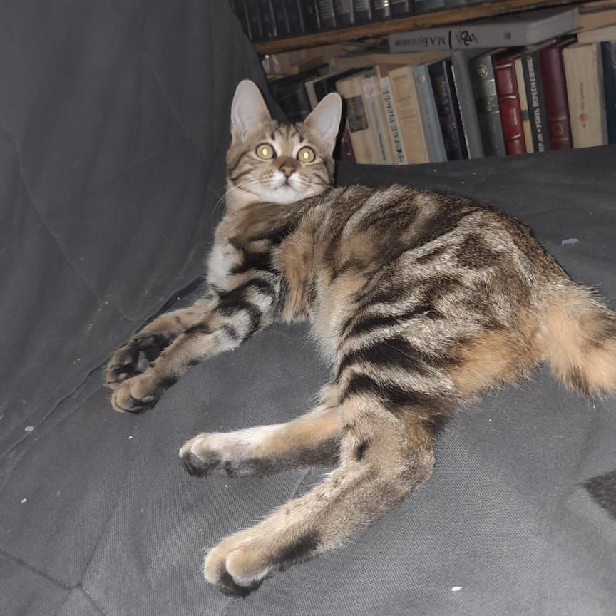 Котята бенгал мэйкун, 5 месяцев