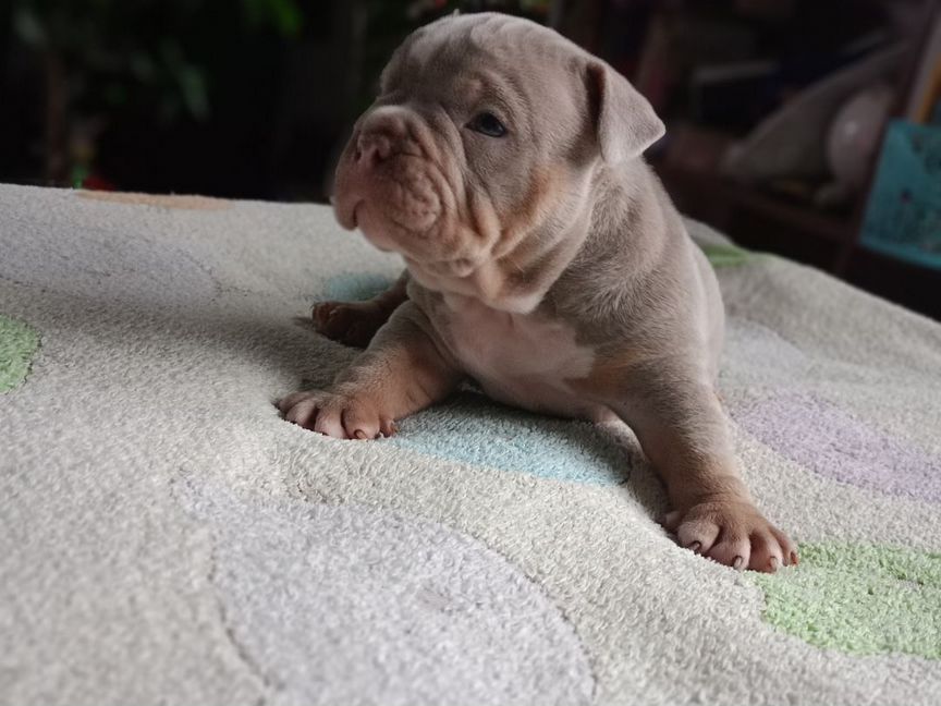 Американский булли лиловый трик