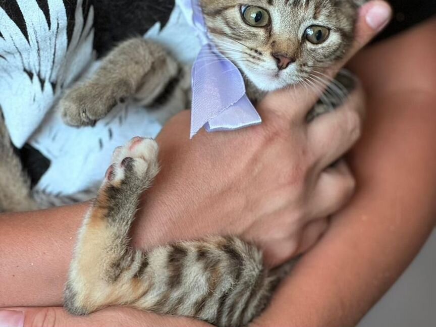 Котенок Сабрина ждет своих родителей в приюте