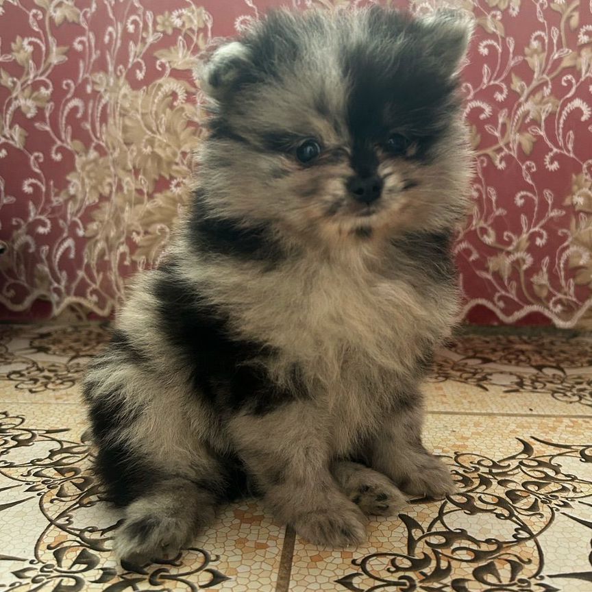 Померанский шпиц, щенок