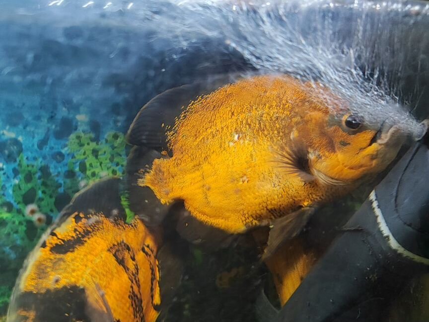 Астронотус