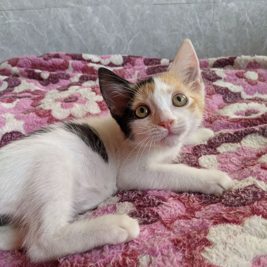 Котёнок Ромашка в добрые руки