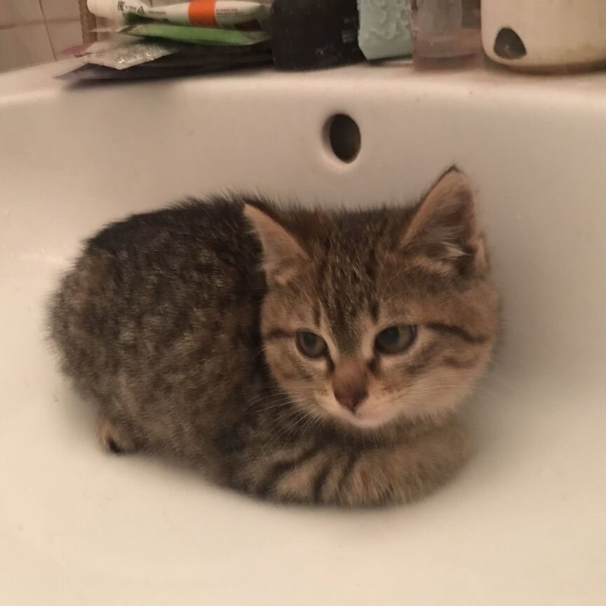 Малышка кошечка Розочка