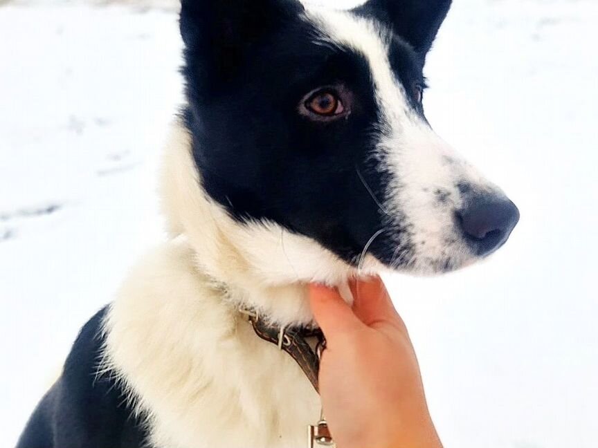 Щенок