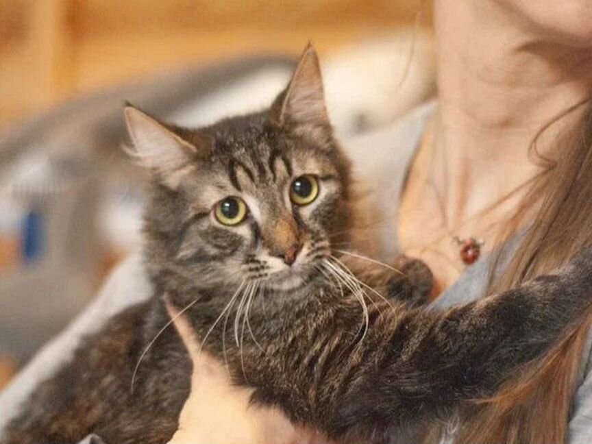 Молодой котик в поиске дома Лесной приют