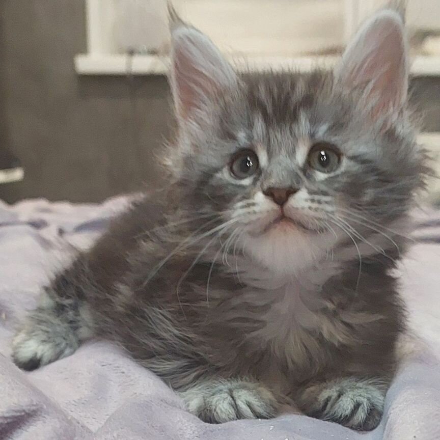 Мейн-кун котёнок