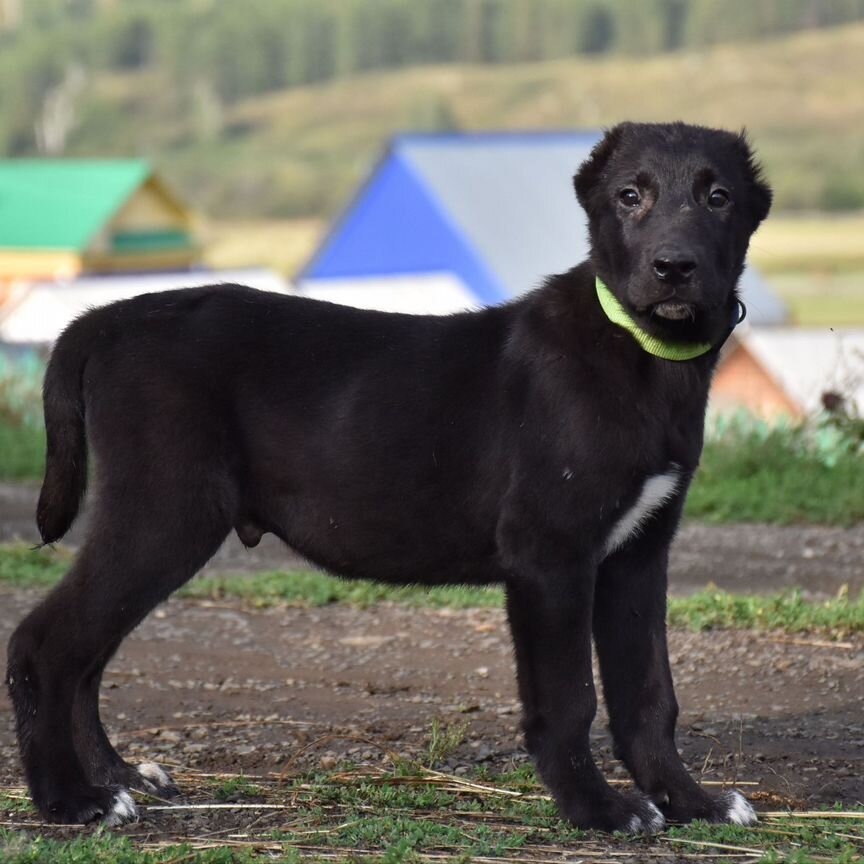 Черный красавчик алабай