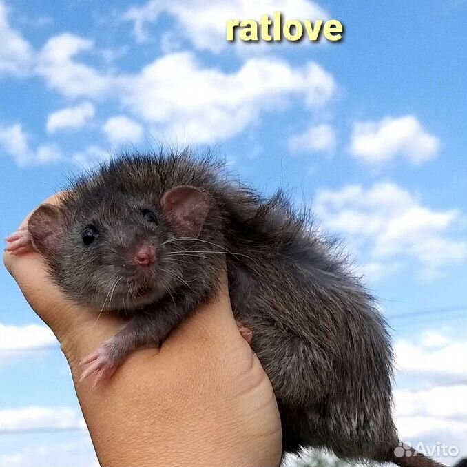 Крысята лонг агути