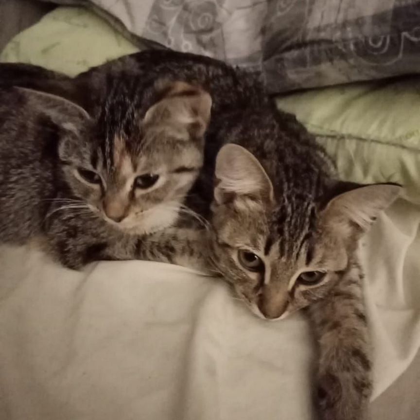 Кошки в добрые руки бесплатно