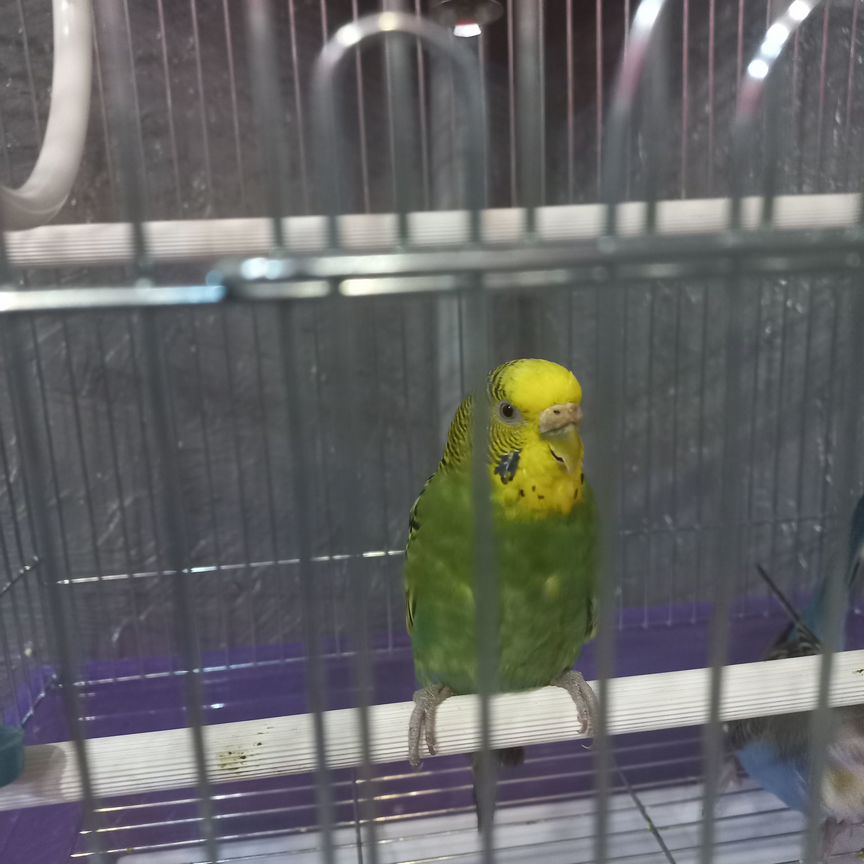 Волнистый попугай