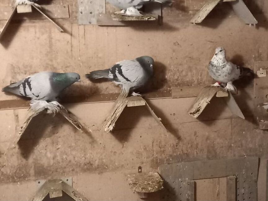 Иранские голуби. Летные. Игровые. 3 пары