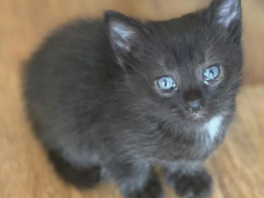 Котёнок выброшен. Помочь