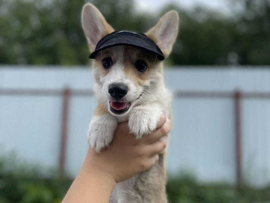 Мальчишка вельш корги пемброк