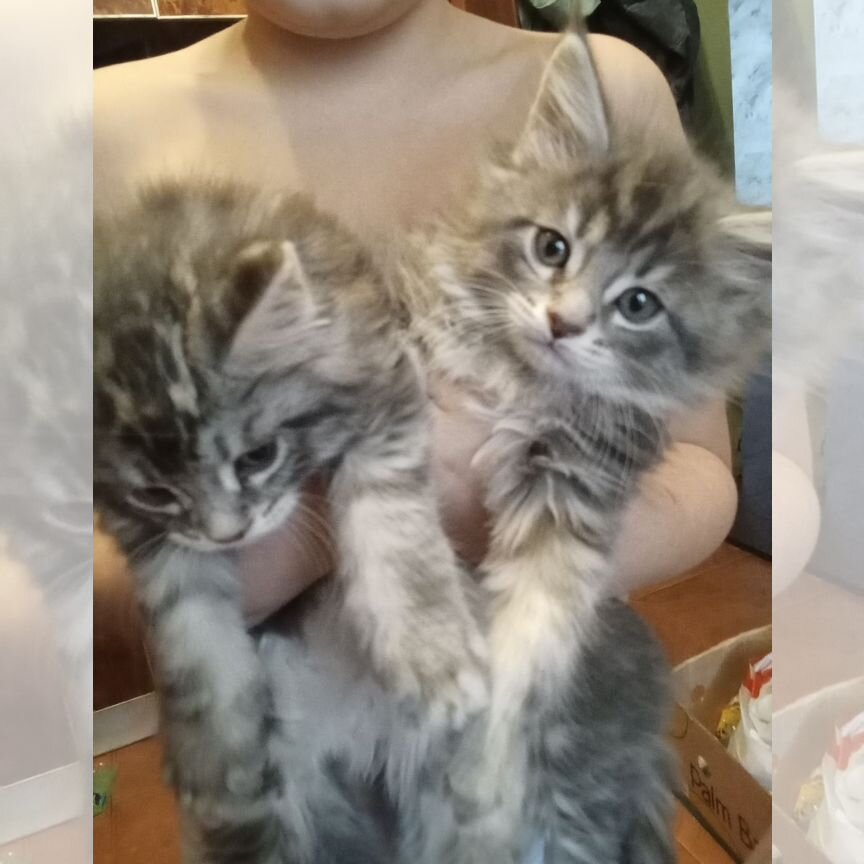 Мейн-кун котёнок