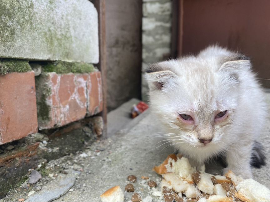 Котенок в добрые руки
