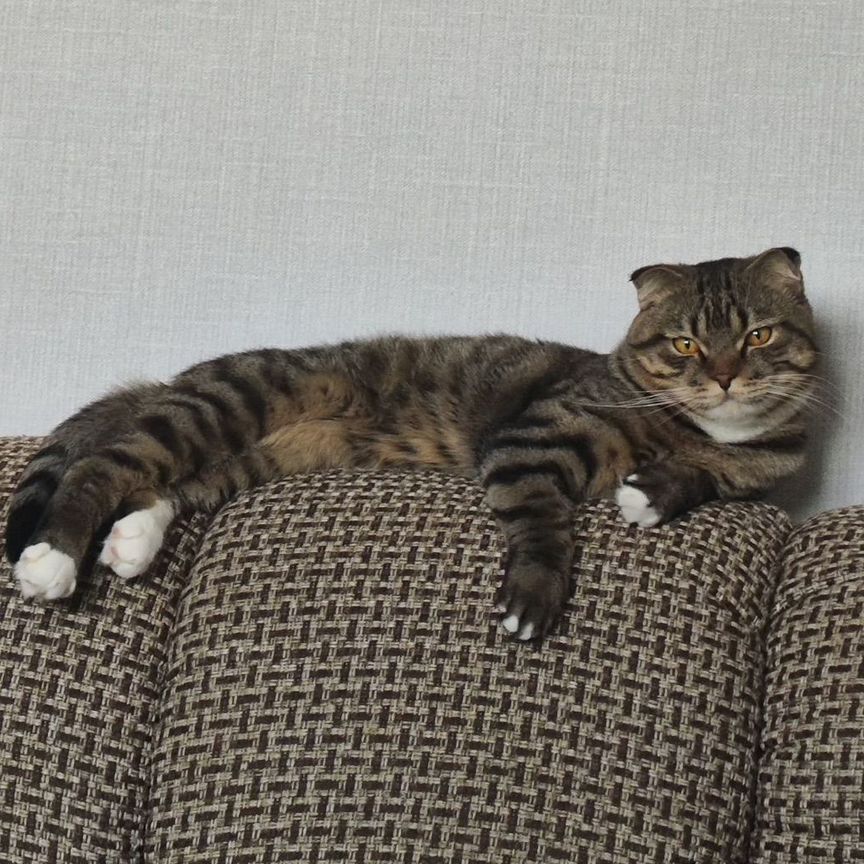 Кот Элвис, 2 года