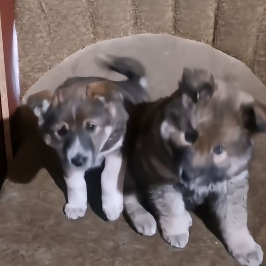 Лайка, щенок