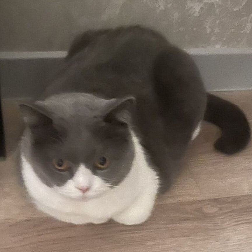 Британский короткошёрстный кот, взрослый