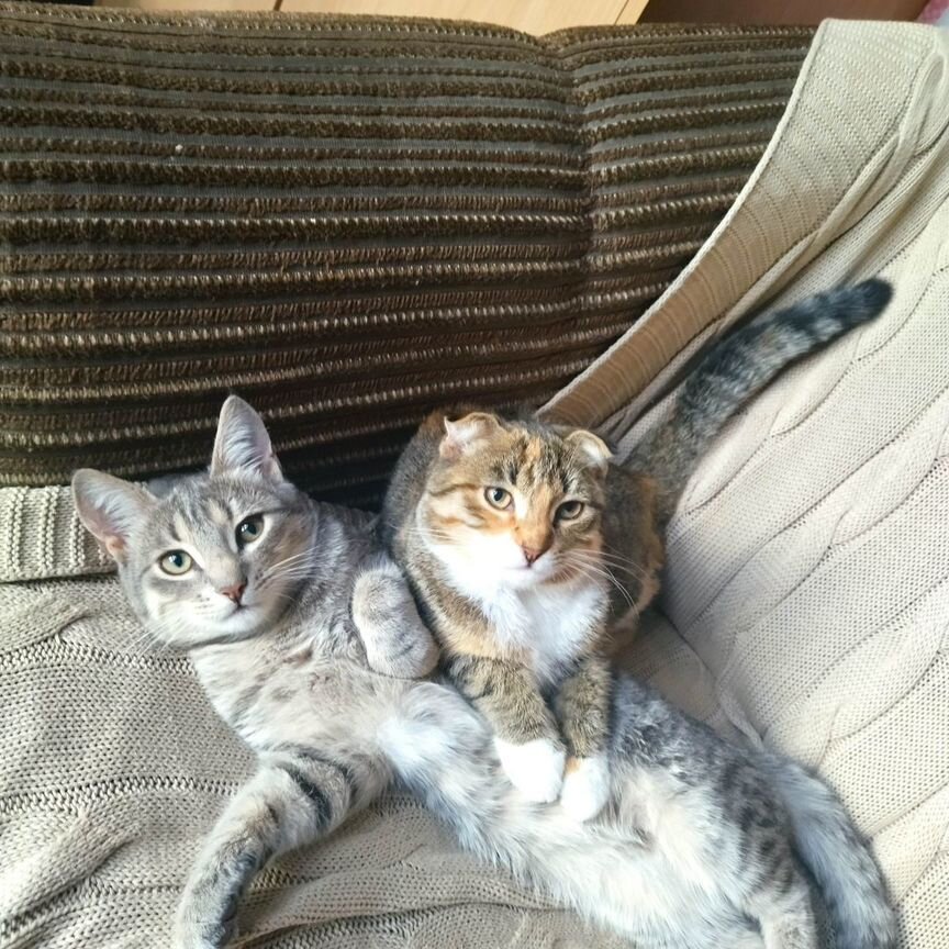 Отдам котят в добрые руки