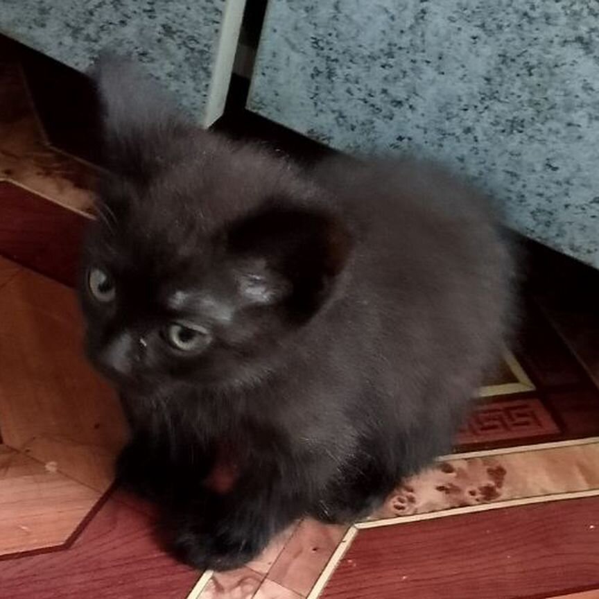 Домашние животные котята бесплатно