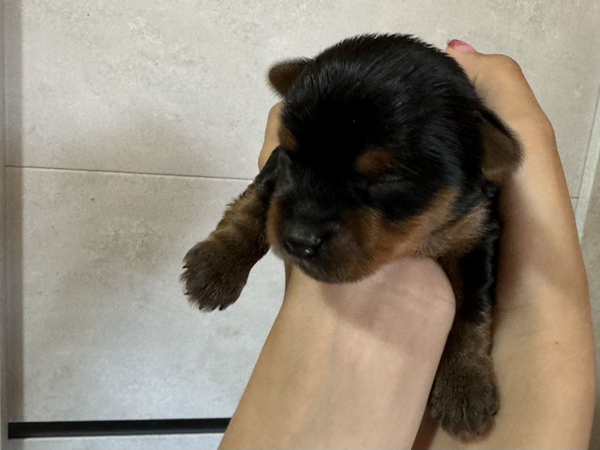 Йоркширский терьер