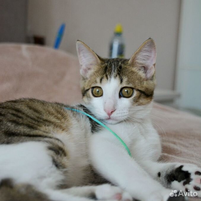 Котенок Лелик 3-4 месяца