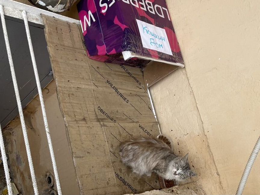 Две кошки в беде