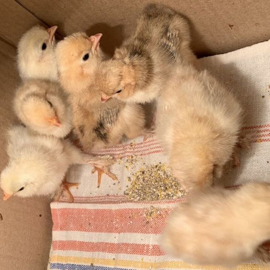 Цыплята Алтайская Бентамка