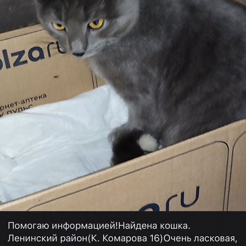 Найдена серая кошка