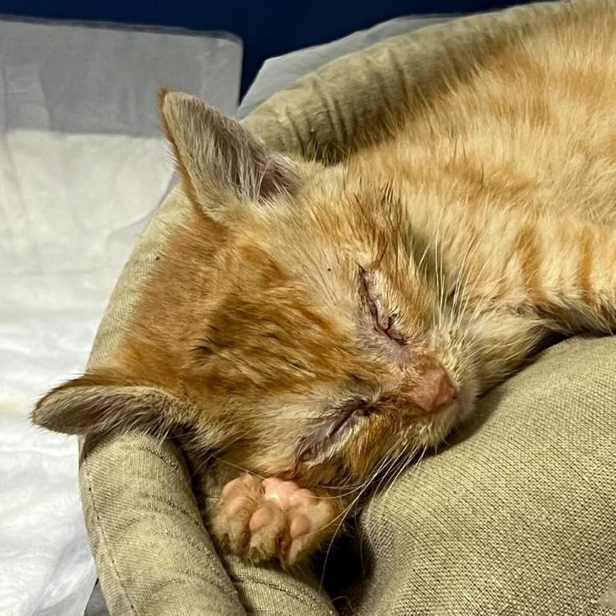 Малыш в беде