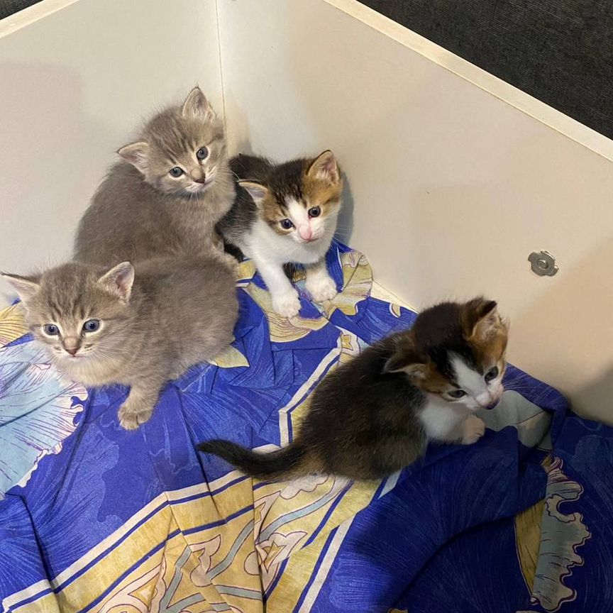 Котята в добрые руки бесплатно девочки