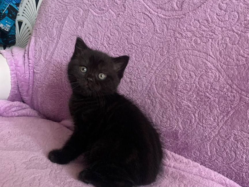 Шотландские котята