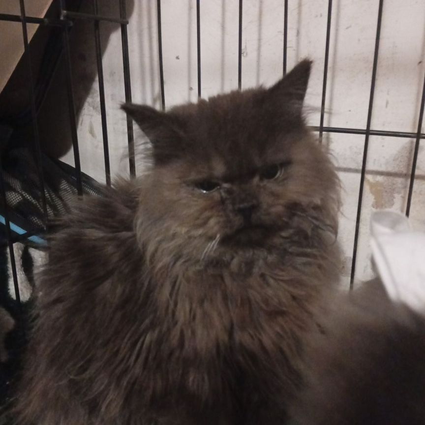 Котенок перс