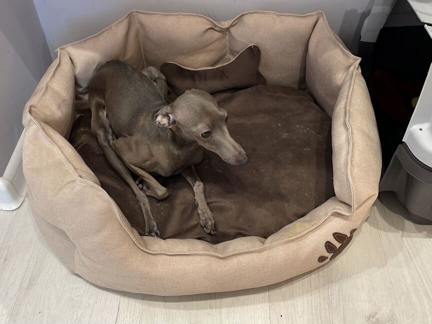 Левретка в совладение