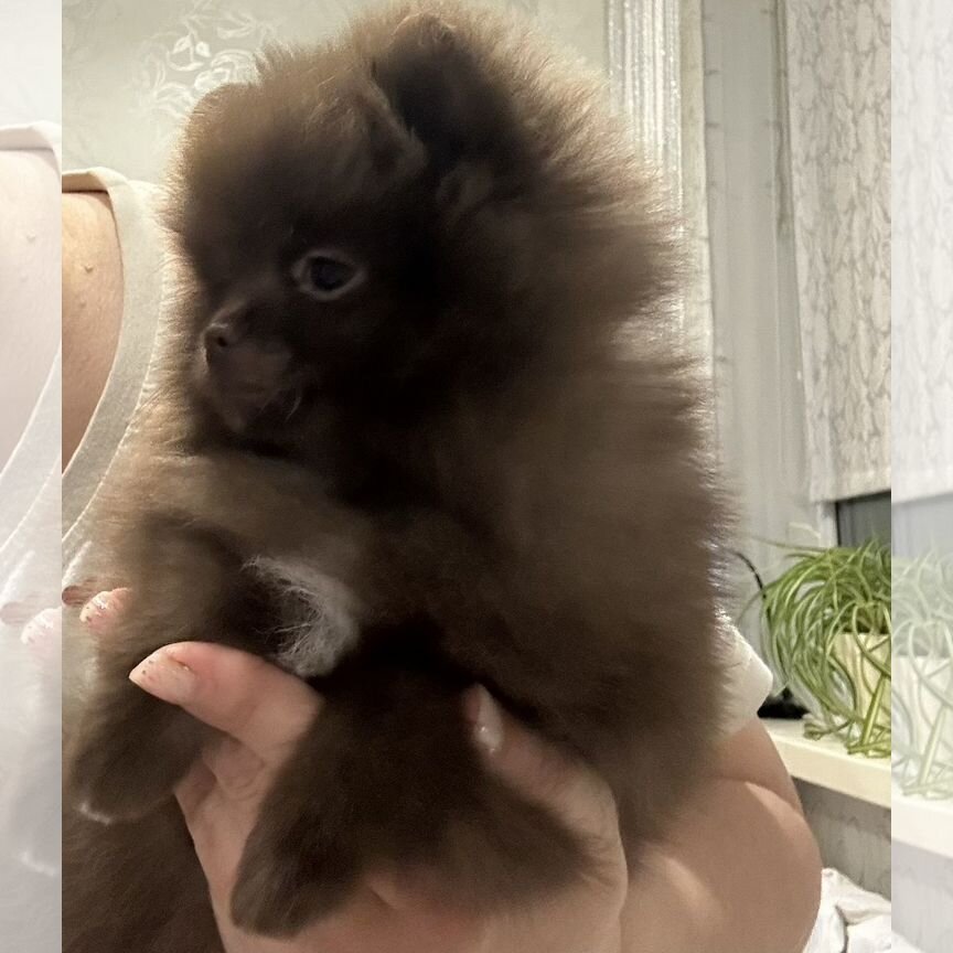 Померанский шпиц микро