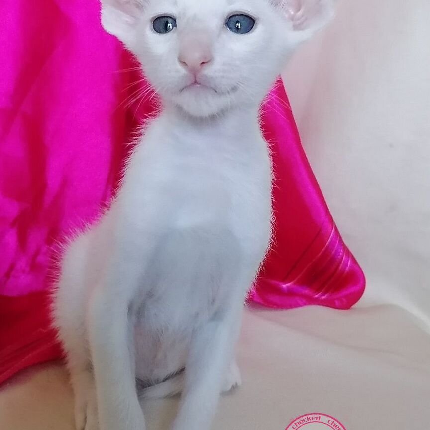 Ориентальные котята