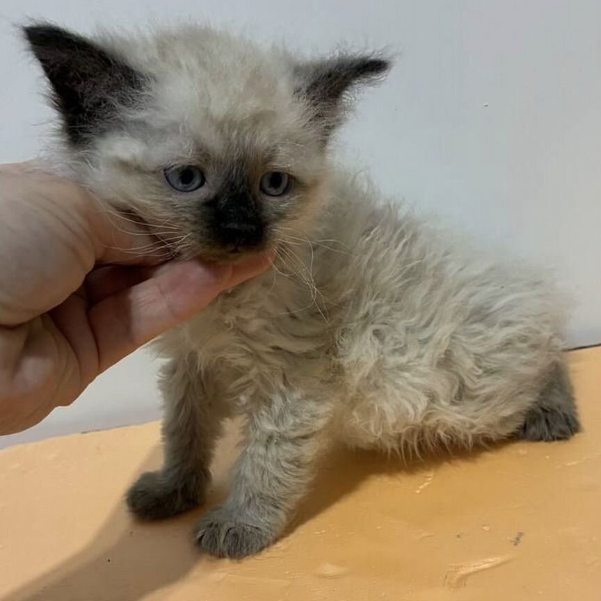 Невский маскарадный котёнок